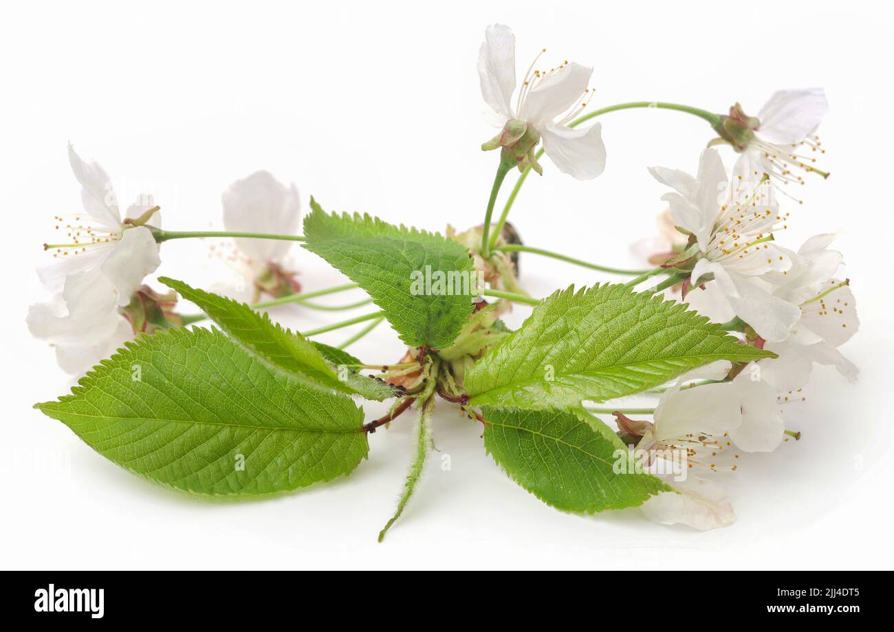 Sakura cherry blossom leaves Cut Out Stock Images & Pictures - Alamy