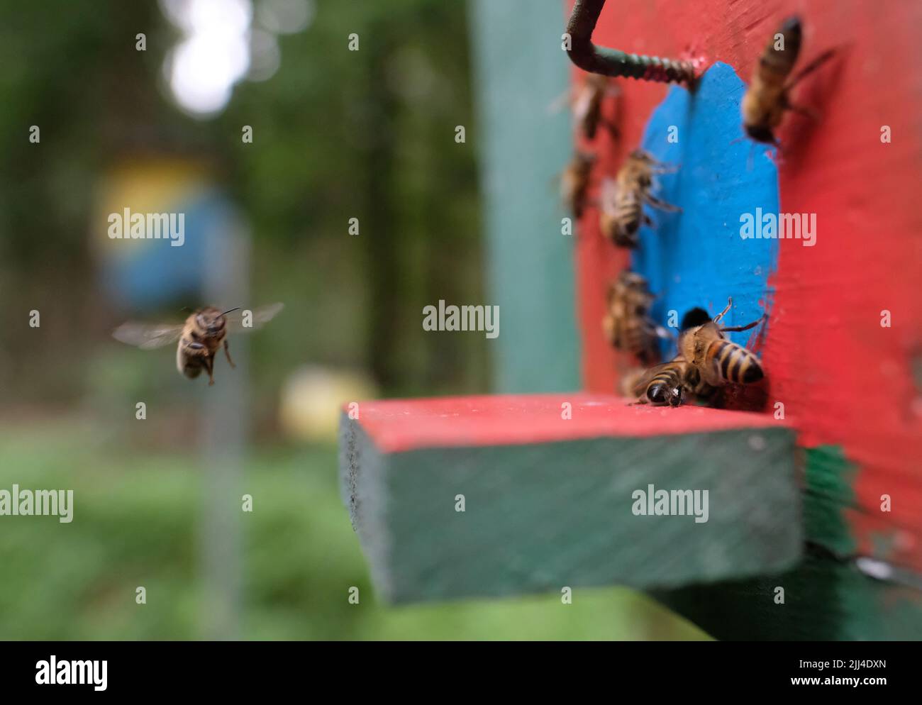 Queen honey bee mating hi-res stock photography and images - Alamy