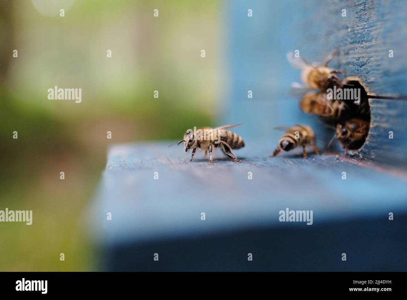 Honey bee queen mating hi-res stock photography and images - Alamy