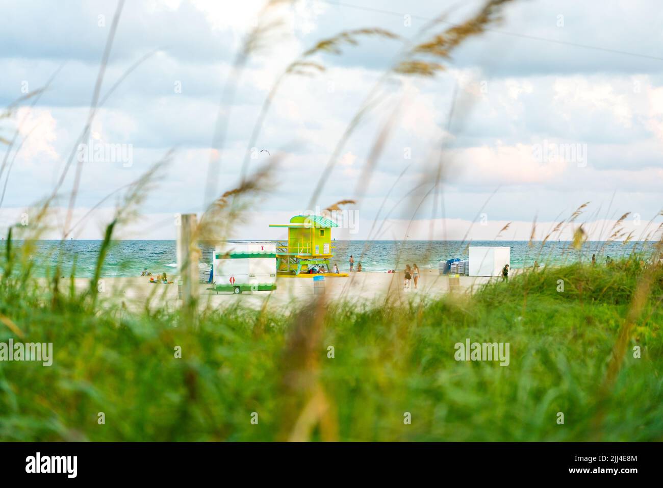View on Atlantic ocean through grass in Miami Beach Florida USA Stock ...