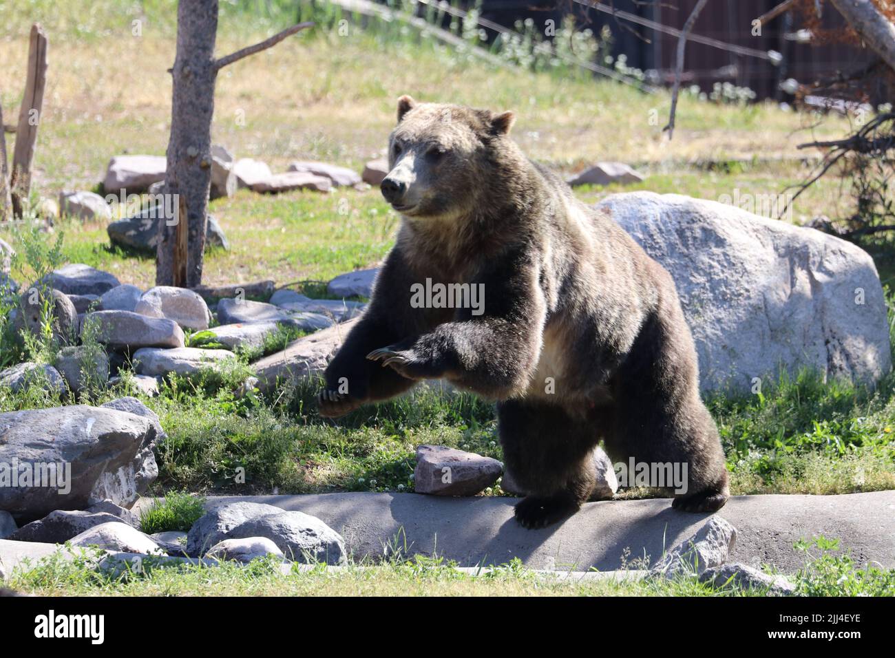 Grizzly Bear Leaping into Pool Stock Photo - Alamy