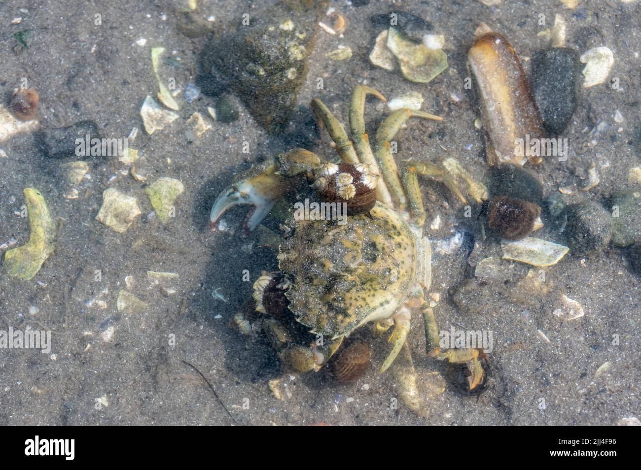 Looking through murky ocean water to a invasive species green crab with ...