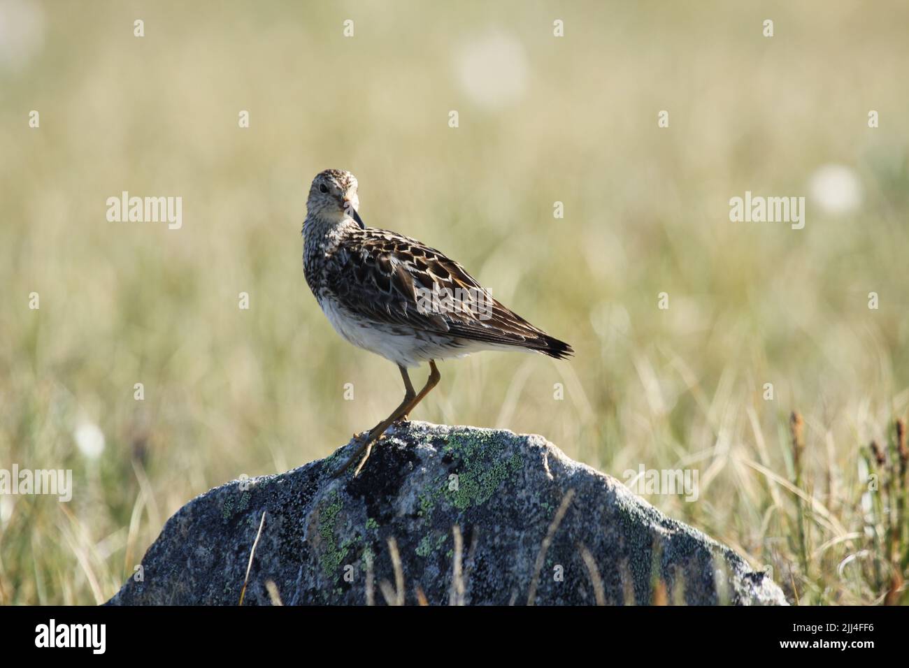 Pectoral sandpiper, Calidris melanotos, standing on a rock with tundra ...