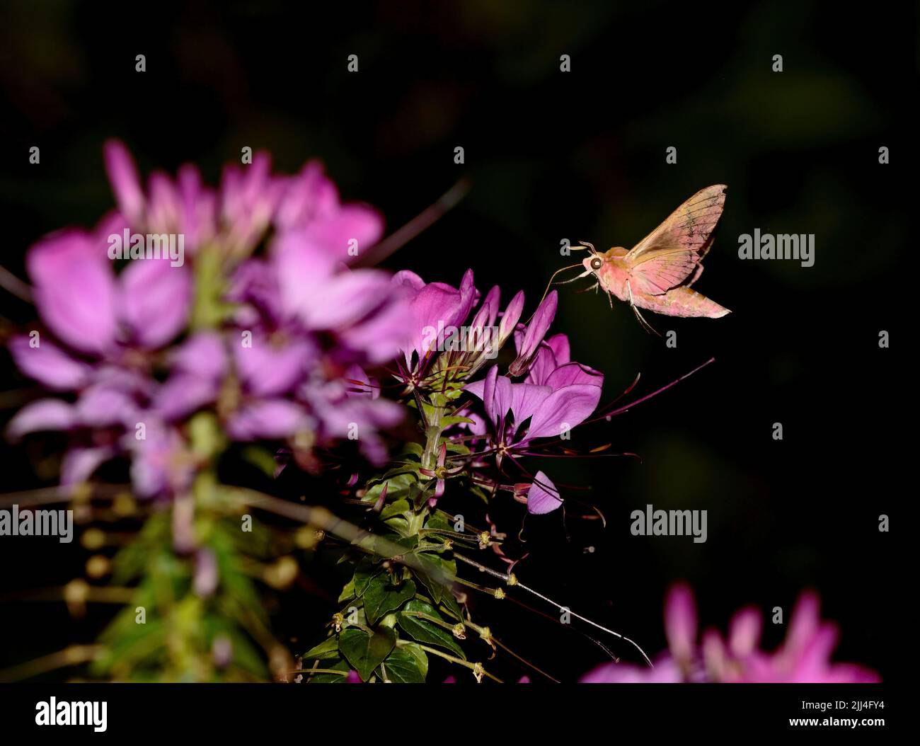Elephant hawk moth flying in a summer night Stock Photo - Alamy