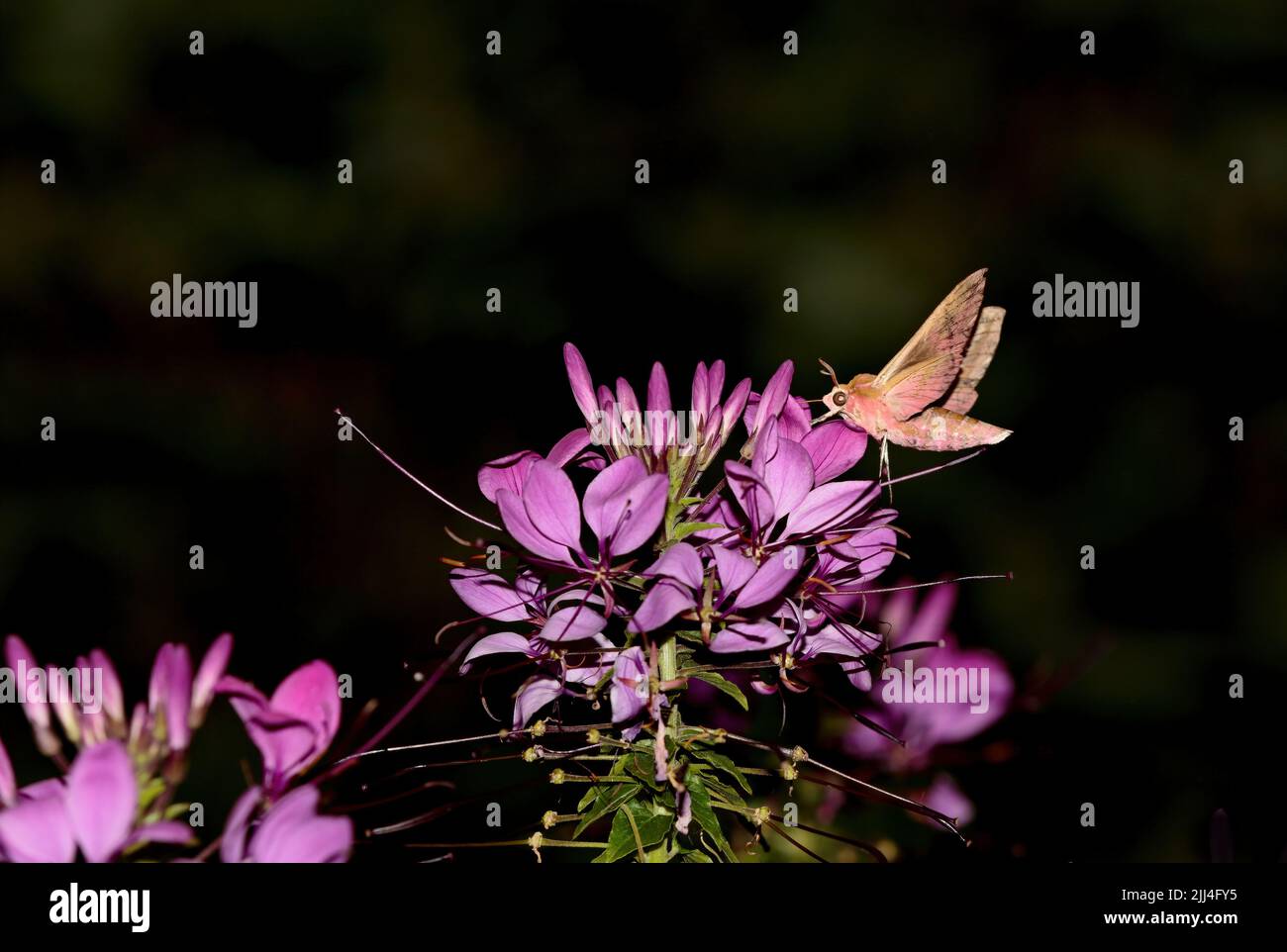 Elephant hawk moth flying in a summer night Stock Photo - Alamy