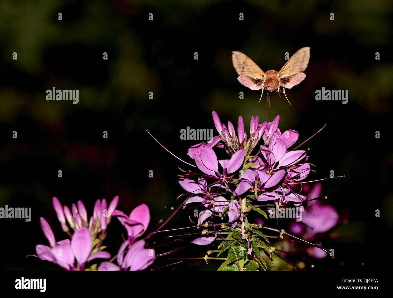 Night flying insects hi-res stock photography and images - Alamy