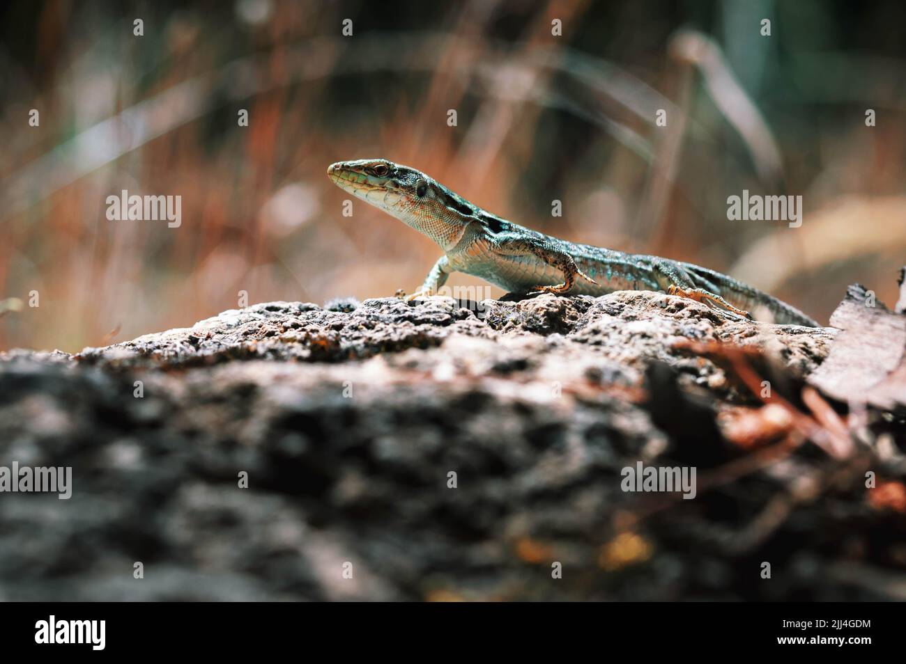 Macro shot of a lizard on mount Cammarata, Sicily Stock Photo - Alamy