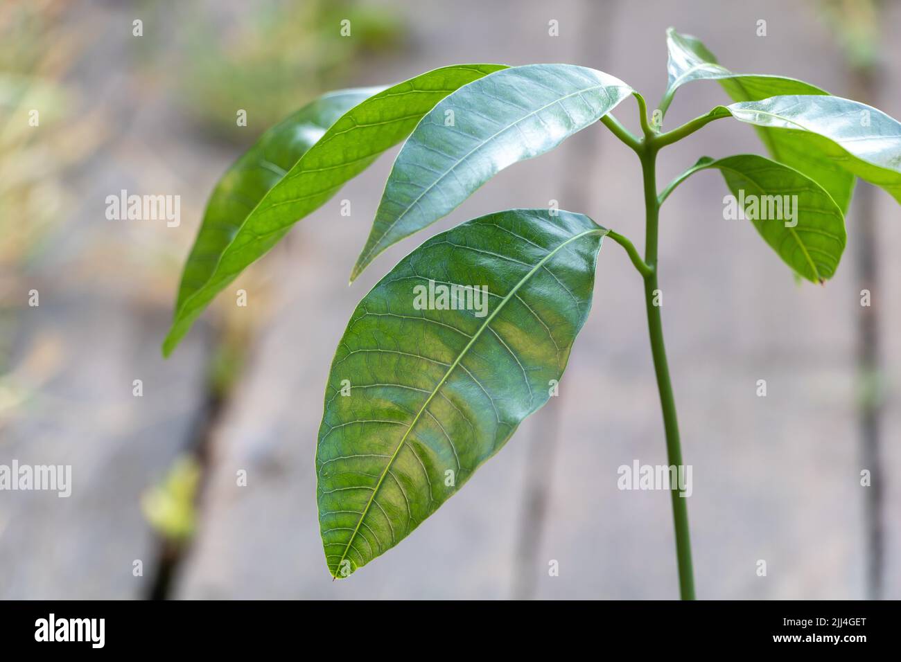 Mango seedling plant hi-res stock photography and images - Alamy
