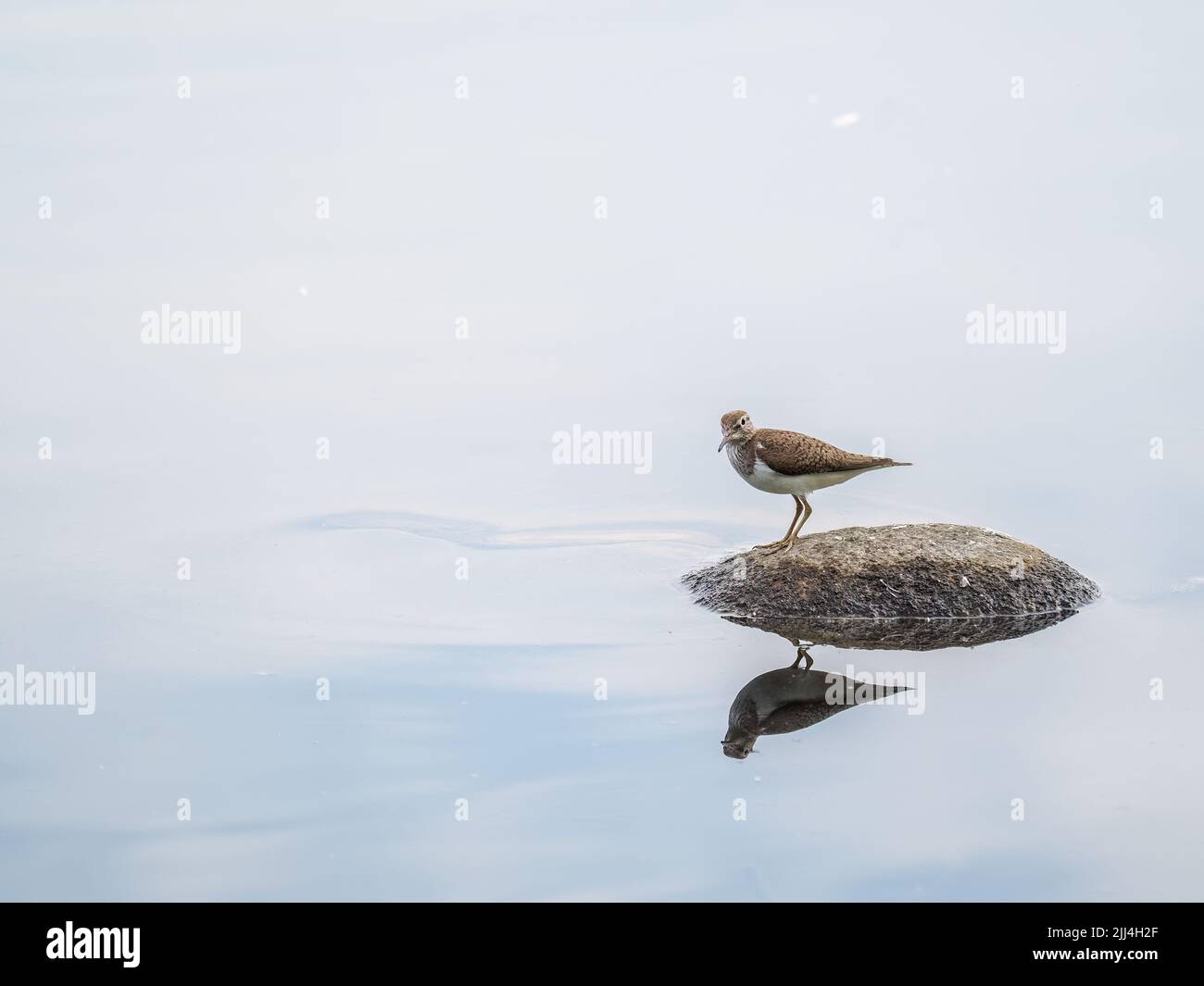 Common sandpiper, Actitis hypoleucos, resting lake shore with ...