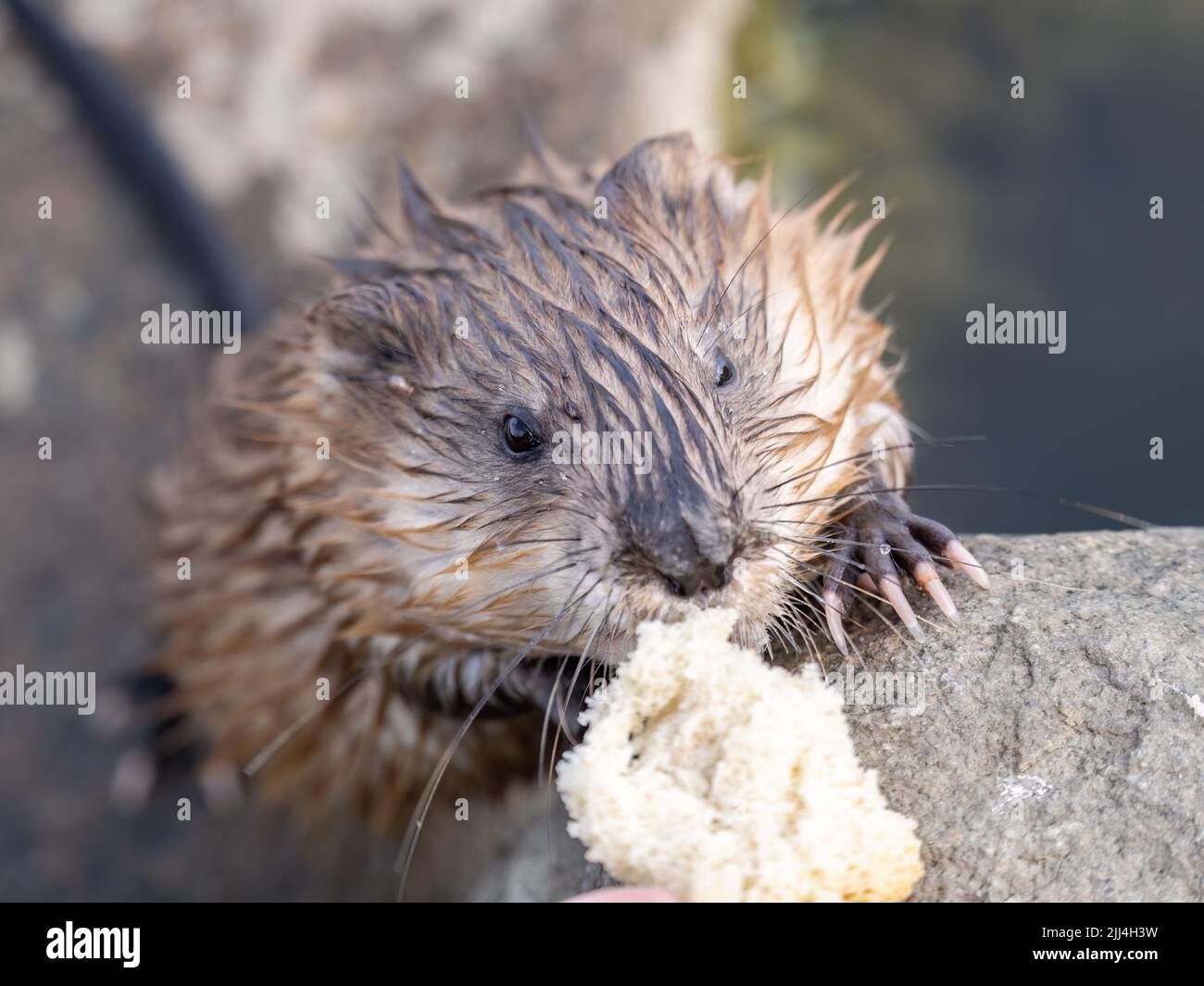 Muskrat eats bread from human hand. Human hand is feeding Muskrat ...