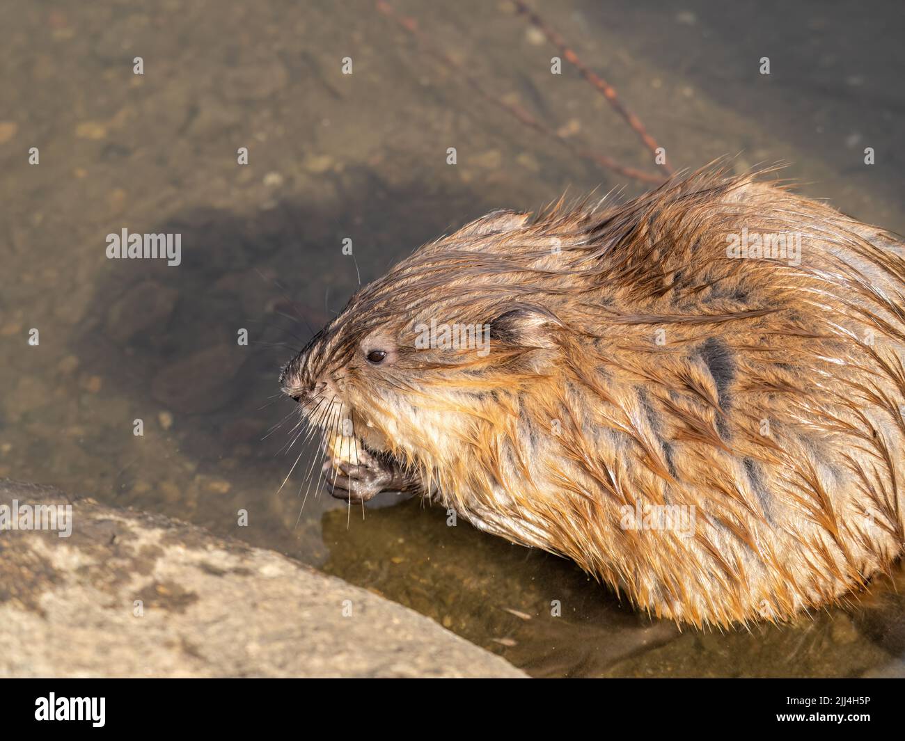 Wild animal Muskrat, Ondatra zibethicuseats, eats on the river bank ...
