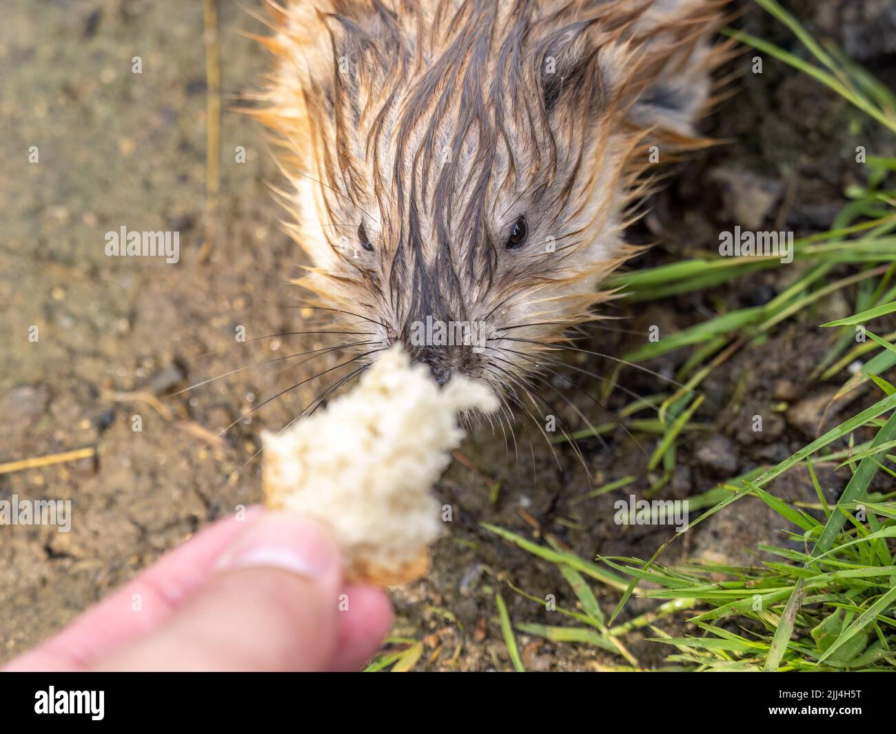 Muskrat eats bread from human hand. Human hand is feeding Muskrat ...