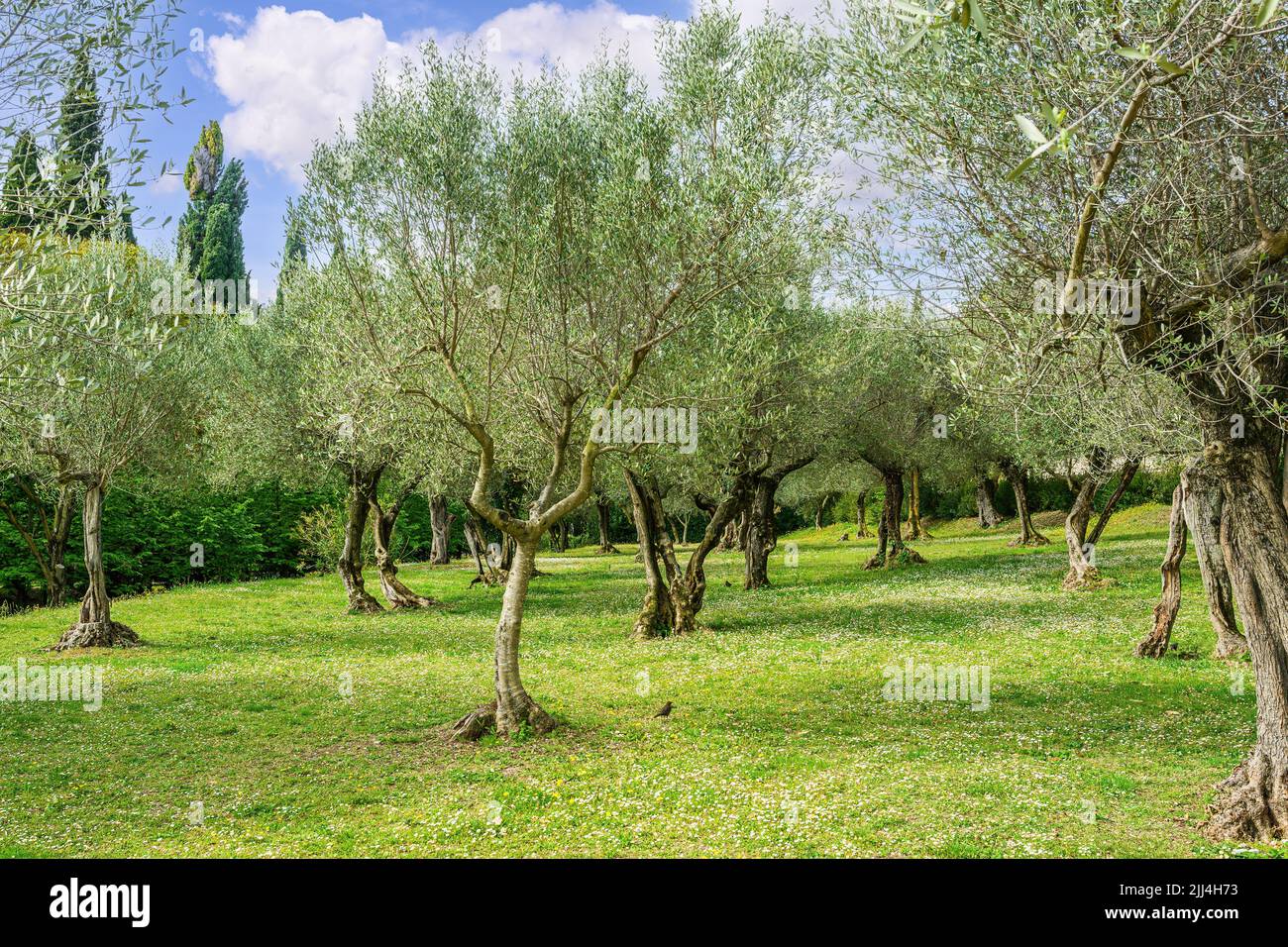 Landscape view of olive tree field with cloudy sky. Sirmione, Lago do ...