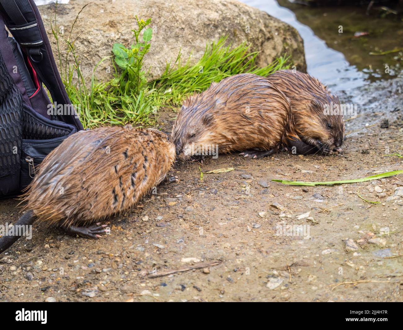 Three Wild animals, Muskrat, Ondatra zibethicuseats, eats on the river bank. Muskrat, Ondatra ...