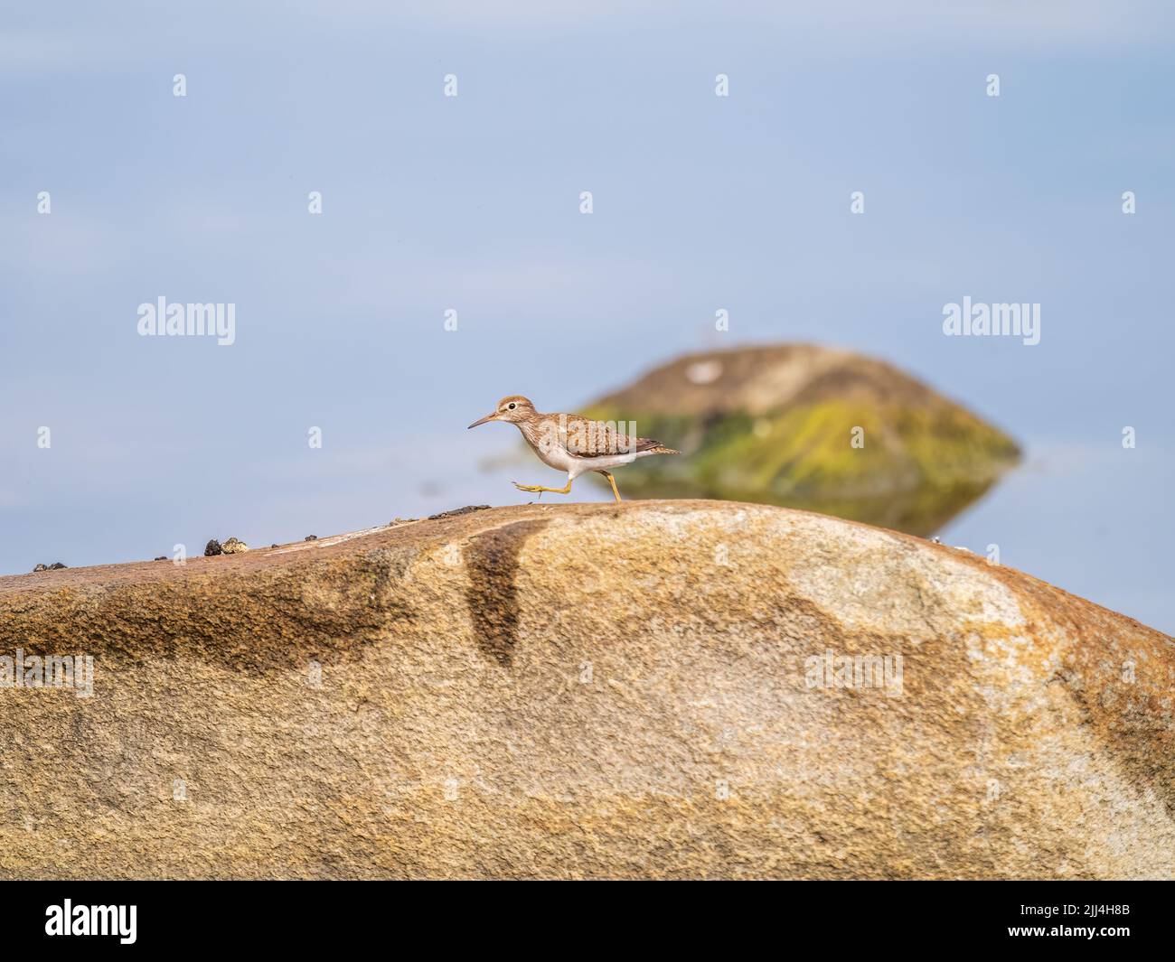 Common sandpiper, Actitis hypoleucos, resting lake shore under ...