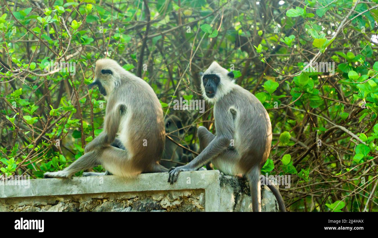 Gray langurs or Hanuman langurs, the most widespread langurs. Sri Lanka ...