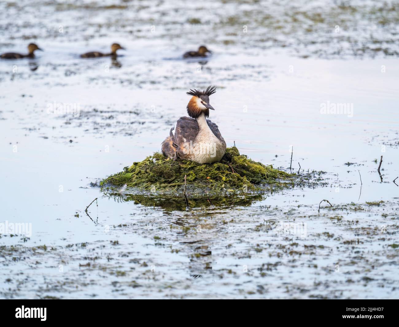 Great Crested Grebe, Podiceps cristatus, water bird sitting on the nest ...