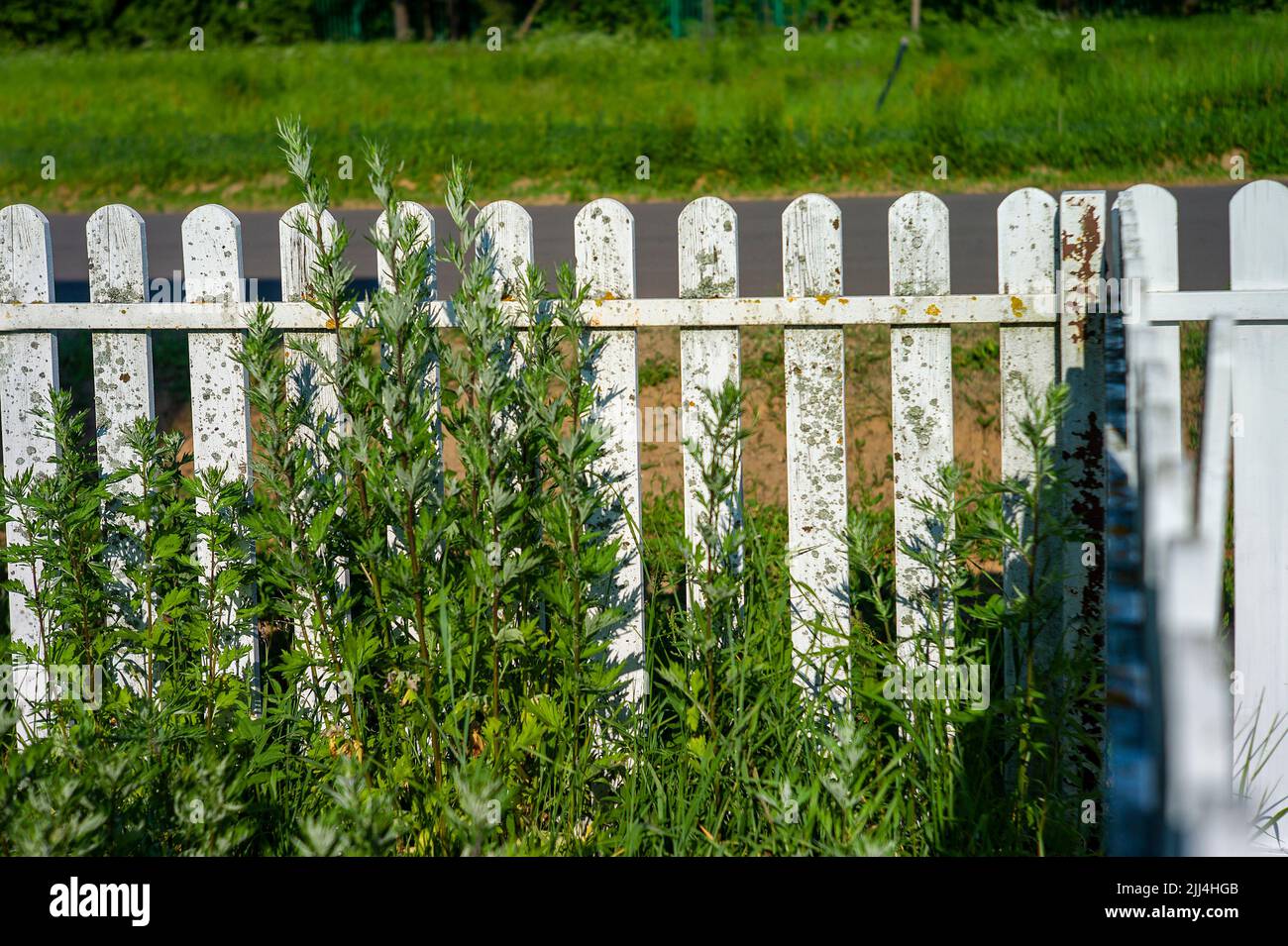 daylight summer shot of abandoned overgrown plot with white fence Stock ...