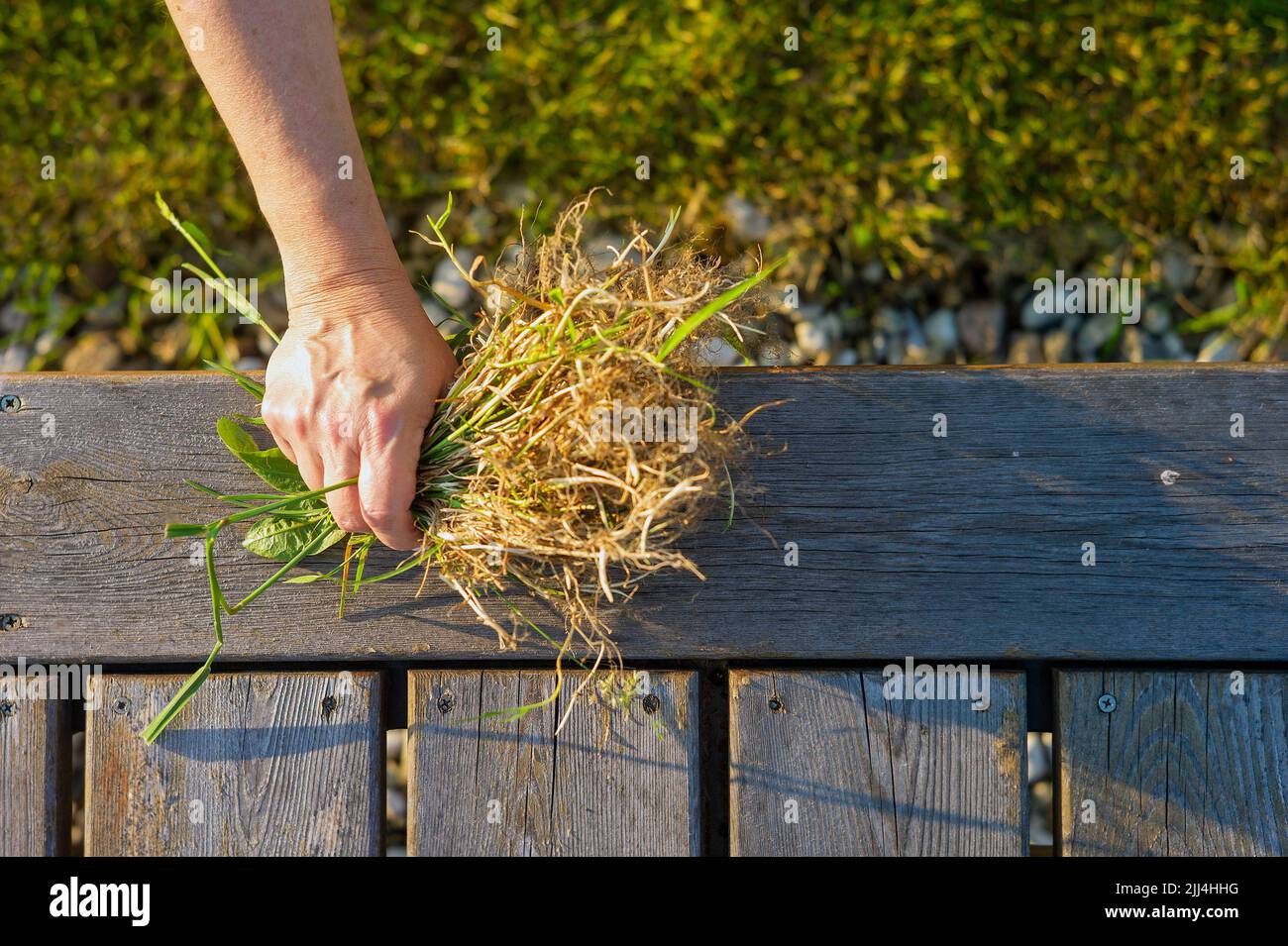 Overhead shot female gardener hi-res stock photography and images - Alamy