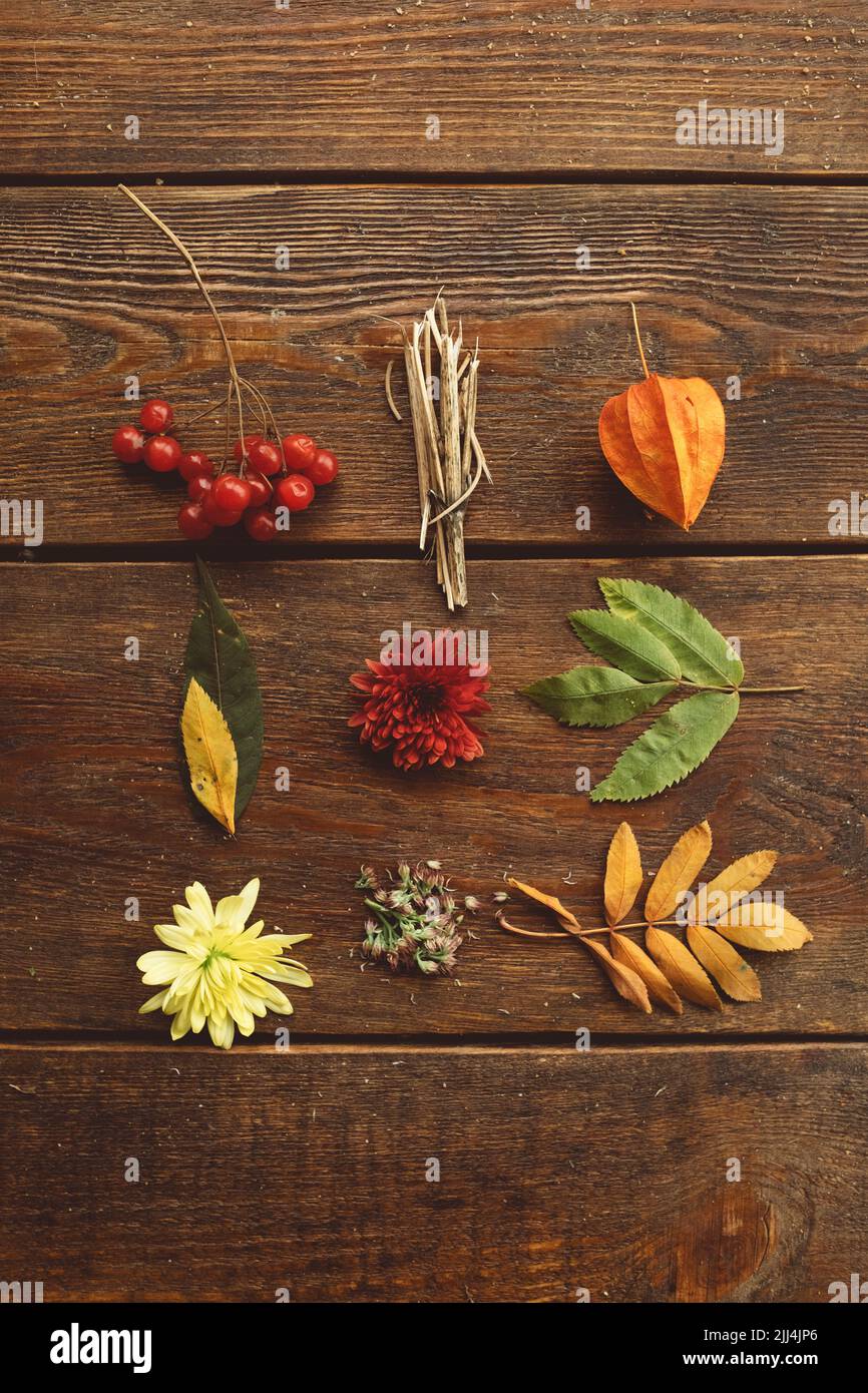 Beauty of autumn plants hi-res stock photography and images - Alamy