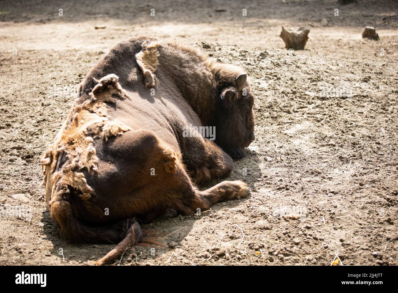 Brown bisons relaxing in nyiregyhaza zoo Stock Photo - Alamy