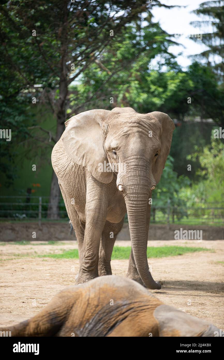 Picture of a lonely elephant in the zoo Stock Photo - Alamy