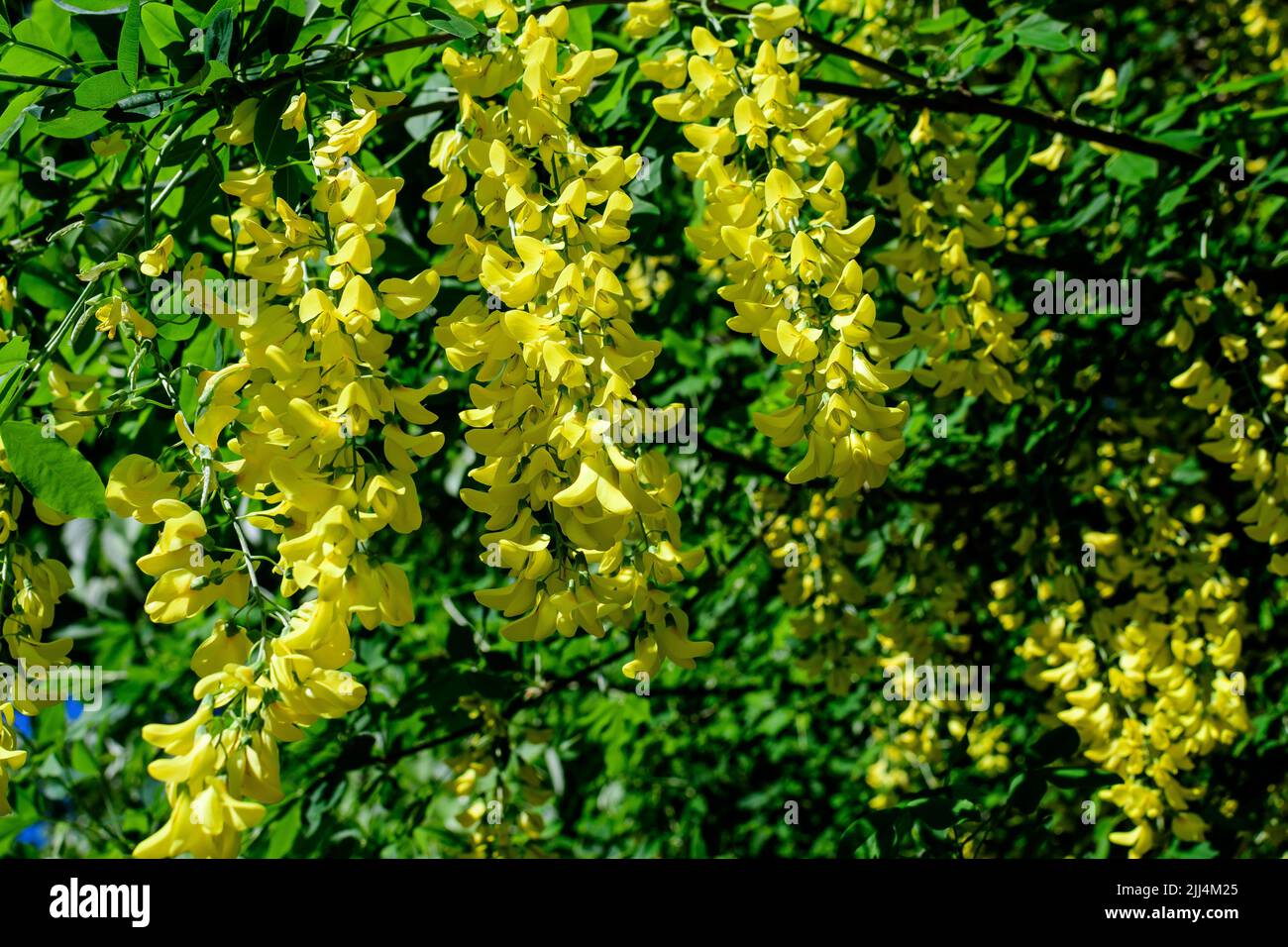 Tree with many yellow flowers and buds of Laburnum anagyroides, the ...