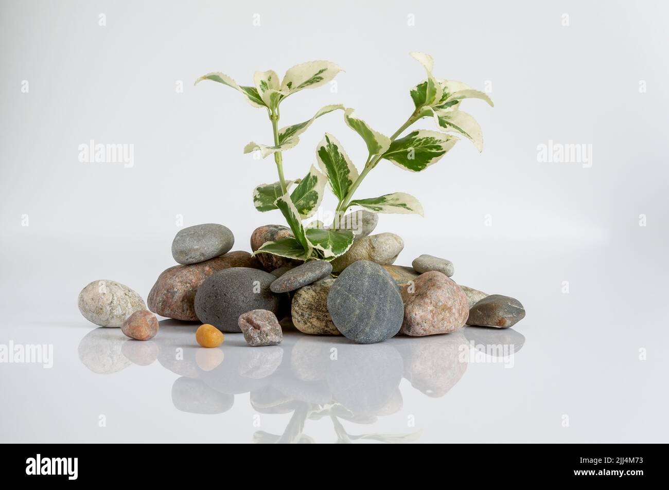 background with pebbles and plants. Minimal zen concept, isolated pile ...