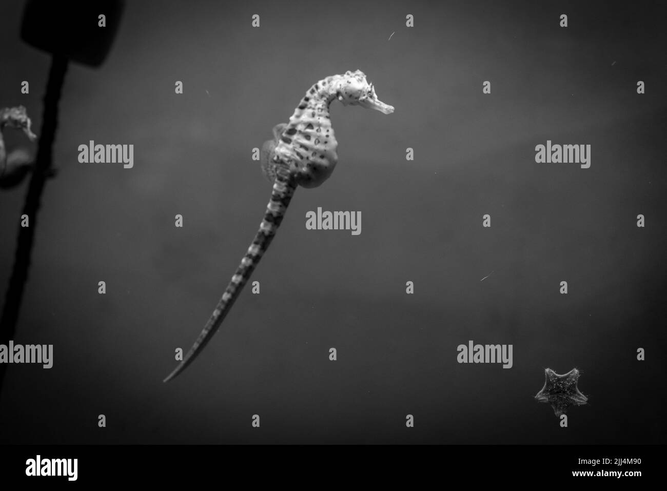 Seahorse pattern Black and White Stock Photos & Images - Alamy