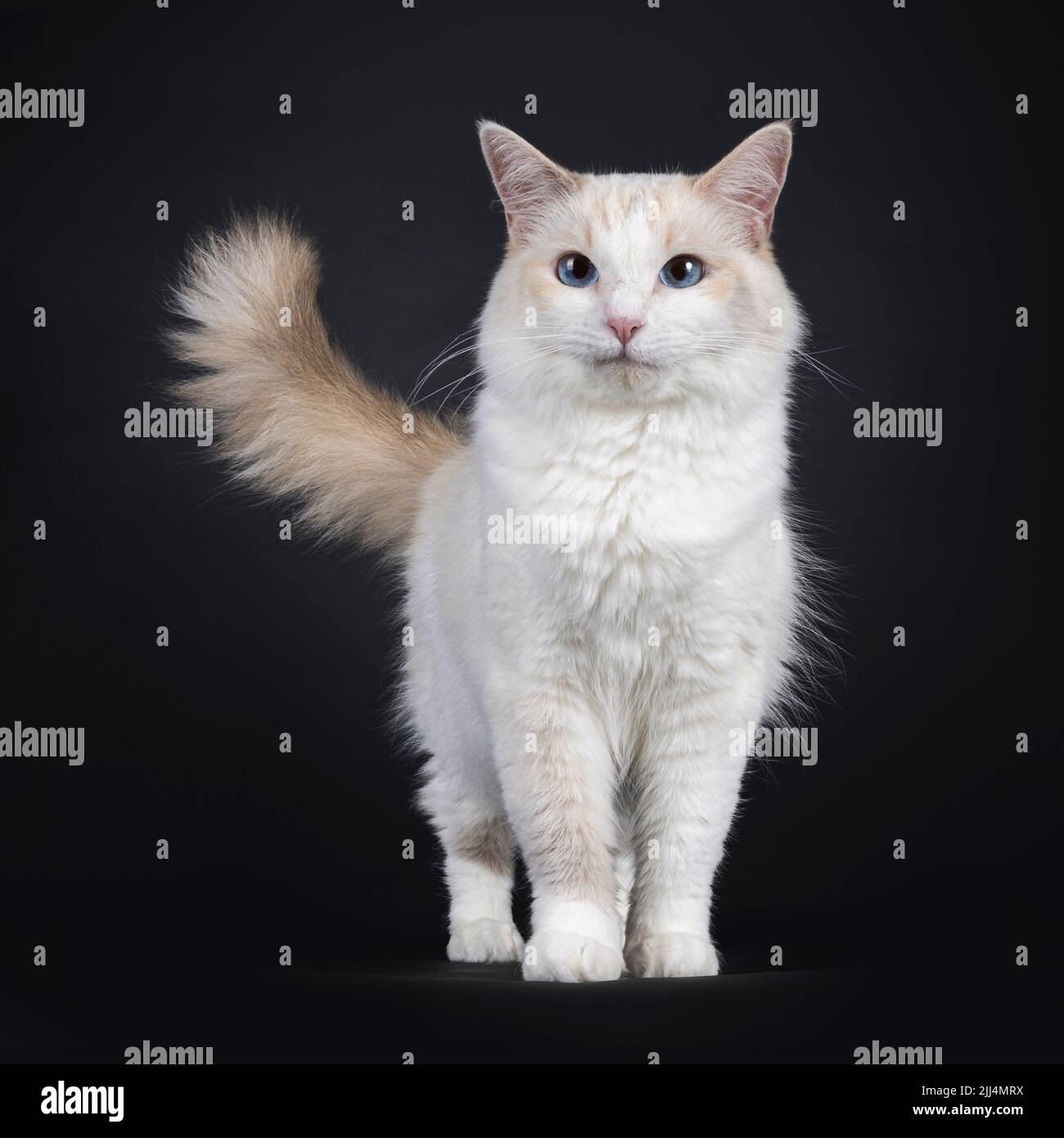 Young adult blue tortie Ragdoll cat, standing proudly facing front ...