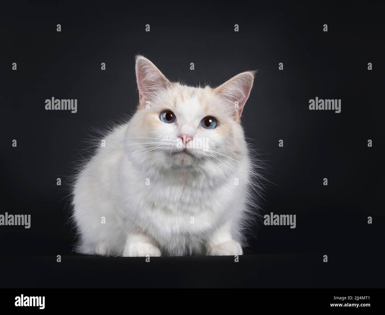 Young adult blue tortie Ragdoll cat, laying down facing front. Looking ...