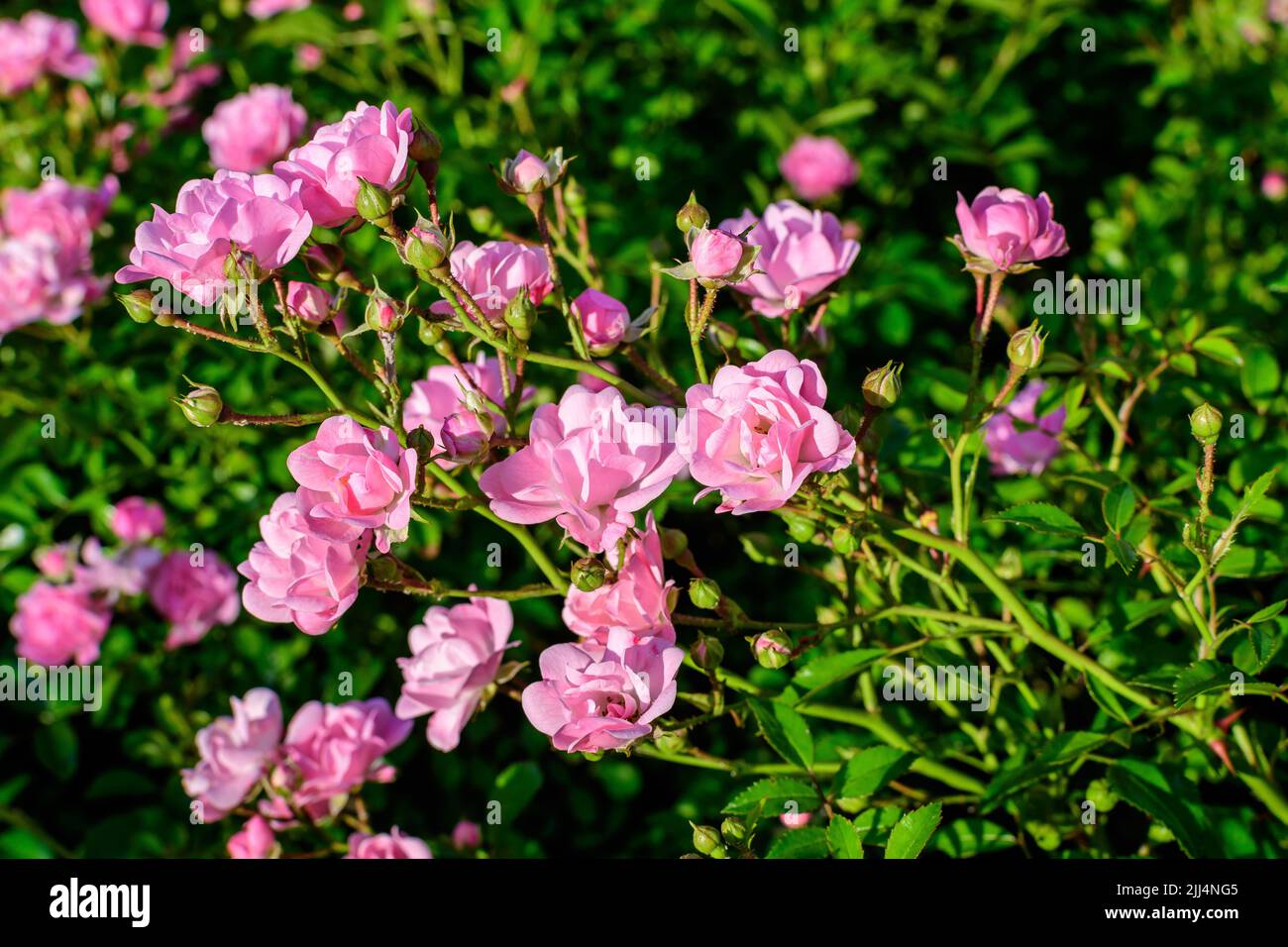 Large green bush with many fresh vivid pink roses and green leaves in a ...