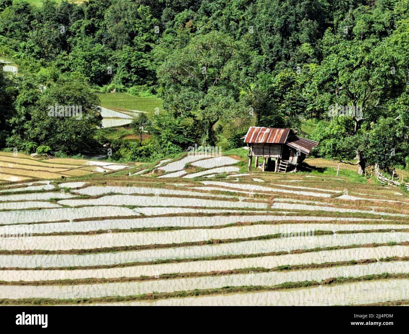 Terraced Rice Fields and Bamboo Hut, Chiang Mai, Thailand Stock Photo ...