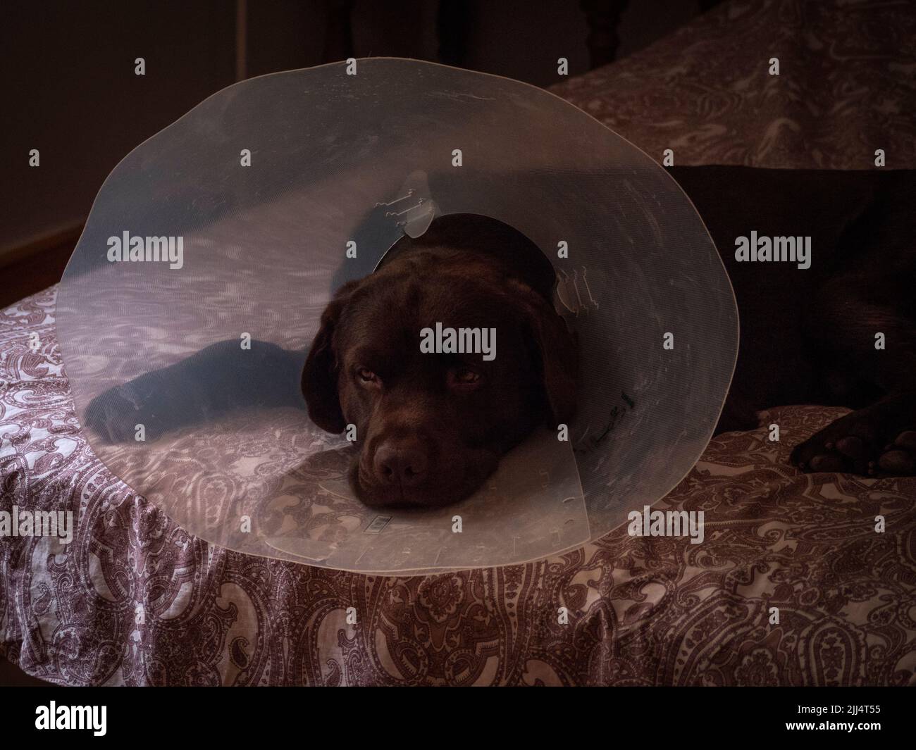 Chocolate labrador retriever with Elizabethan collar resting on his ...