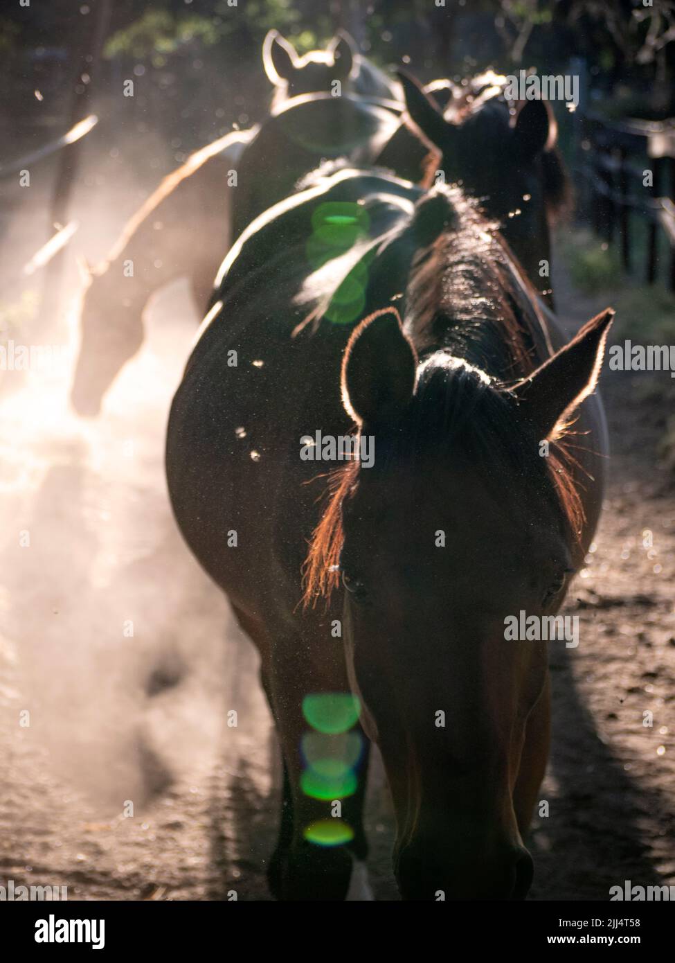 Herd of horses on a very hot summer day looking for water Stock Photo ...
