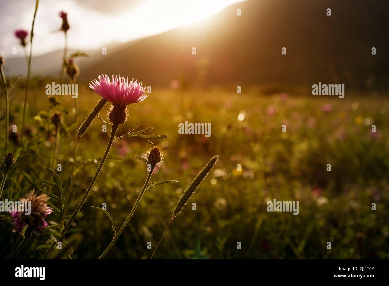 Summer season meadow wildlife hi-res stock photography and images - Alamy