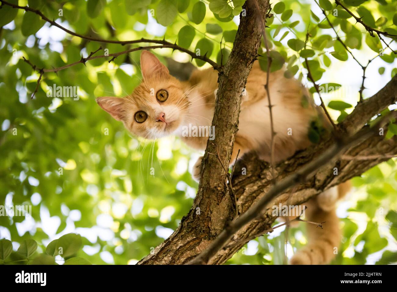 Red cat is sitting on a tree. scared look. Concept of harvest and love ...