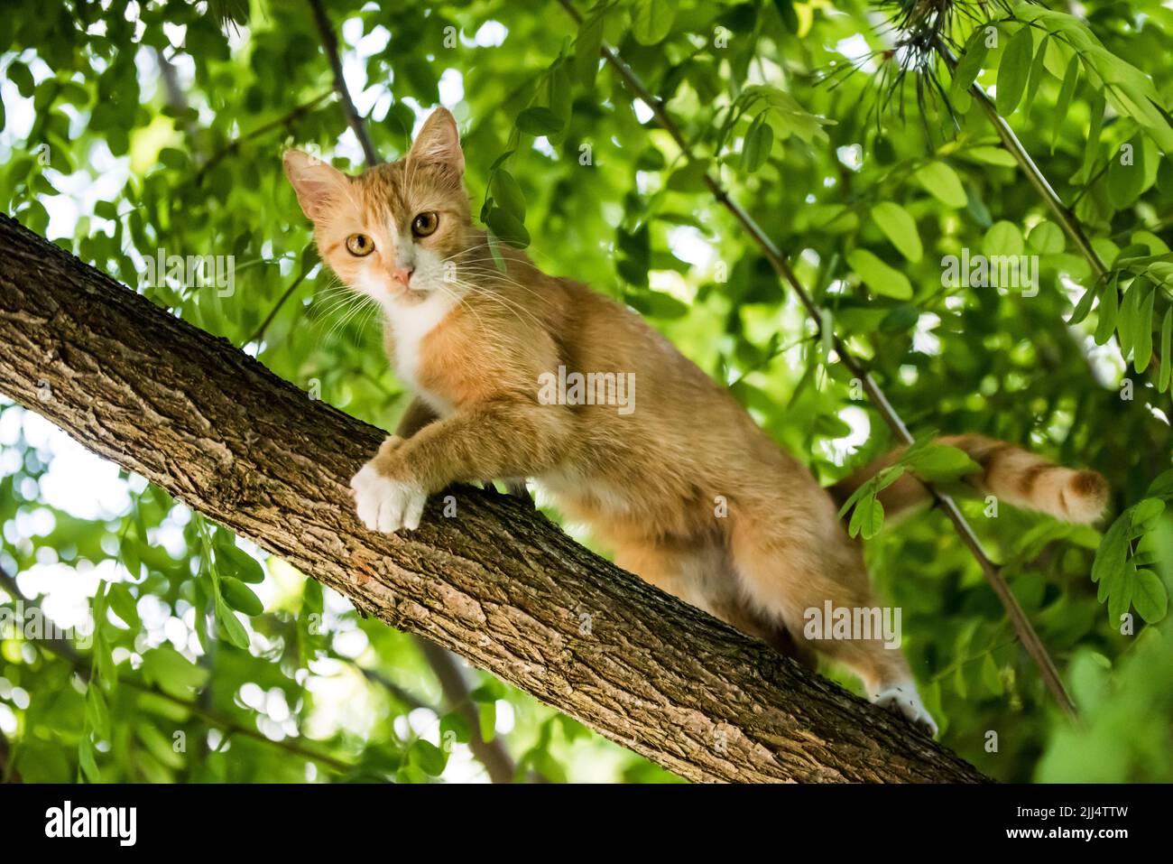 Red cat is sitting on a tree. scared look. Concept of harvest and love ...