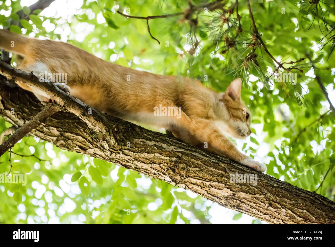 Red cat is sitting on a tree. scared look. Concept of harvest and love ...