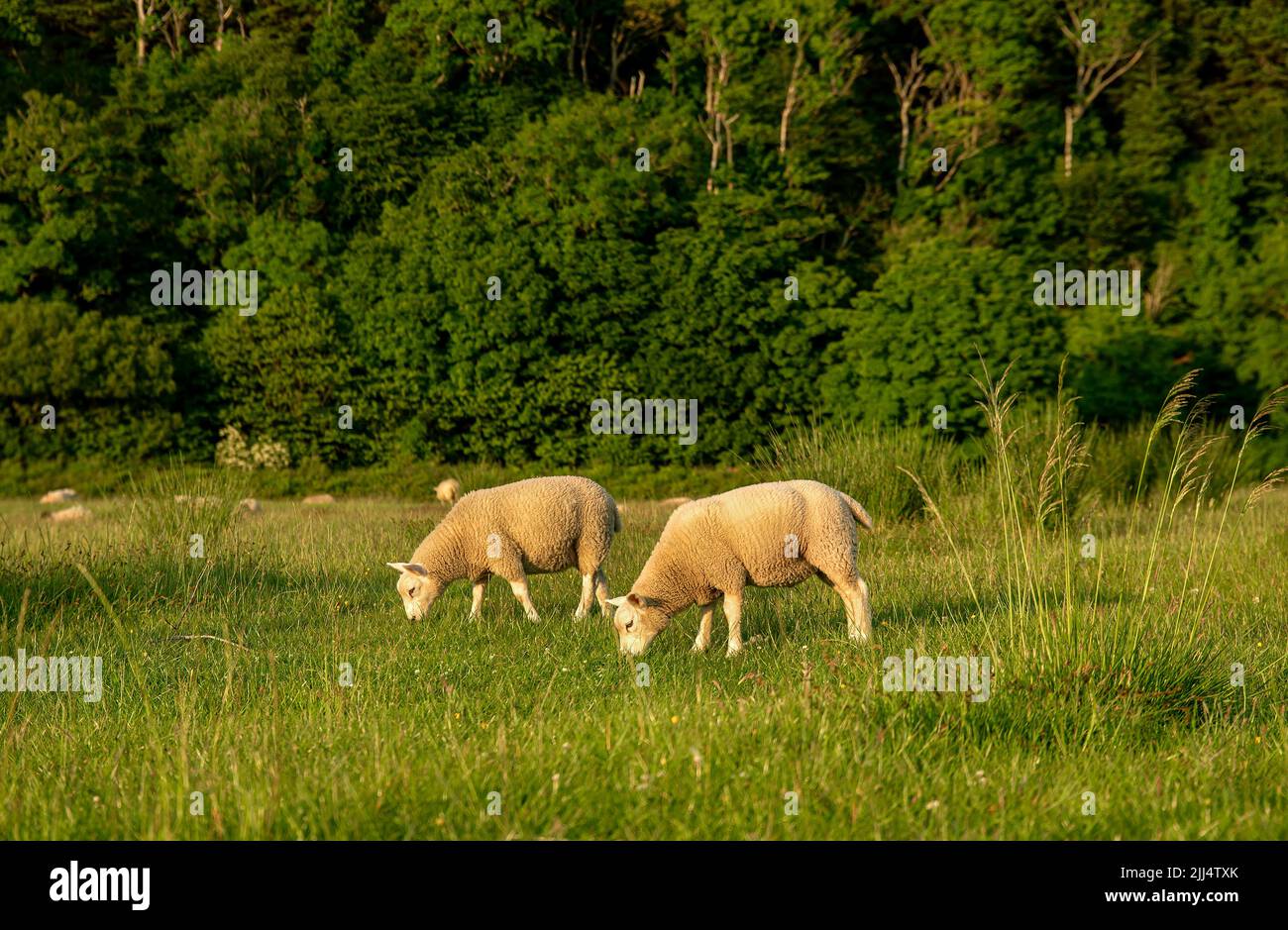 Photography of sheep, pasture, field, farm Stock Photo - Alamy
