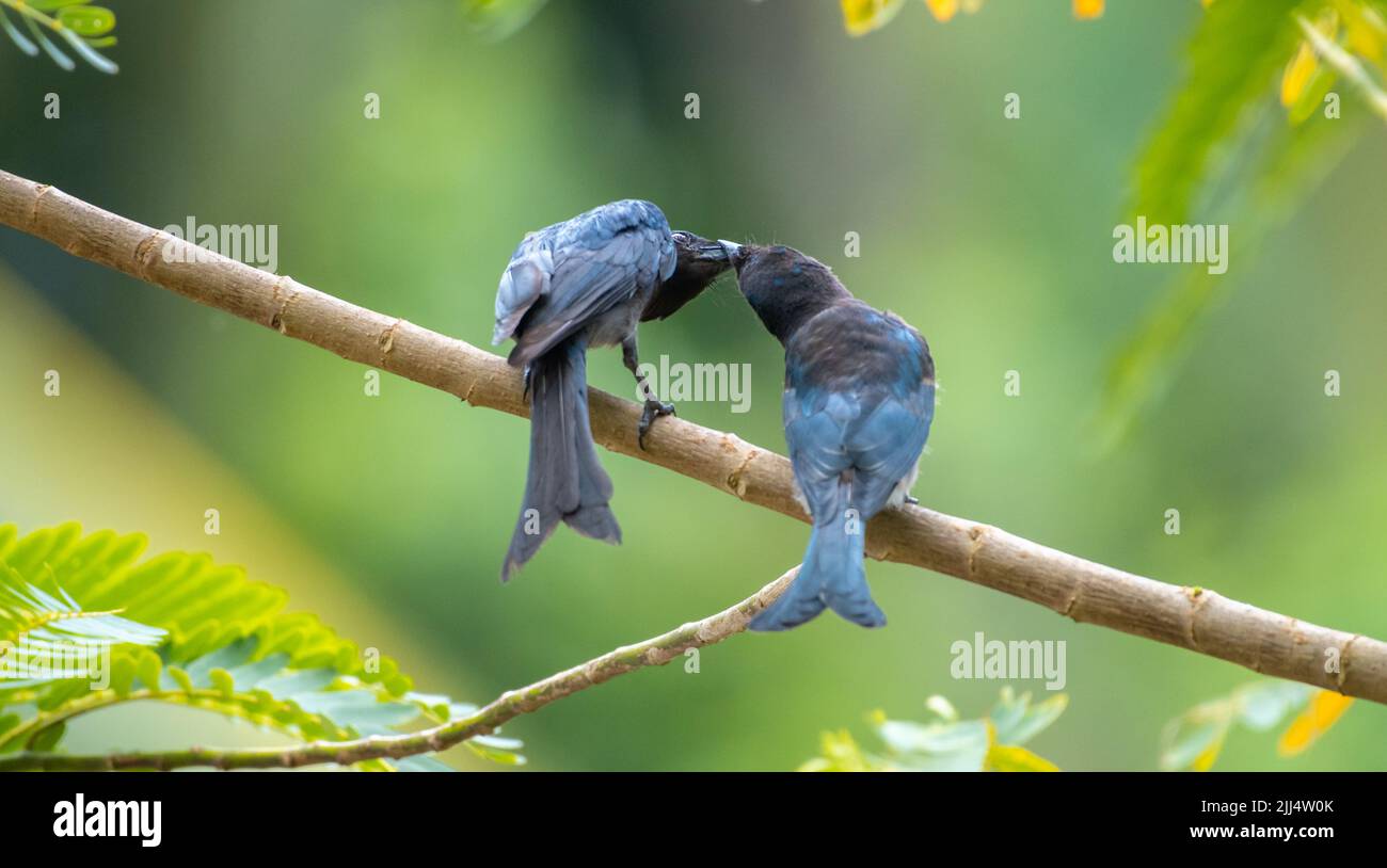 Fork-tailed drongo mother bird feeding its Juvenile drongo bird in a ...