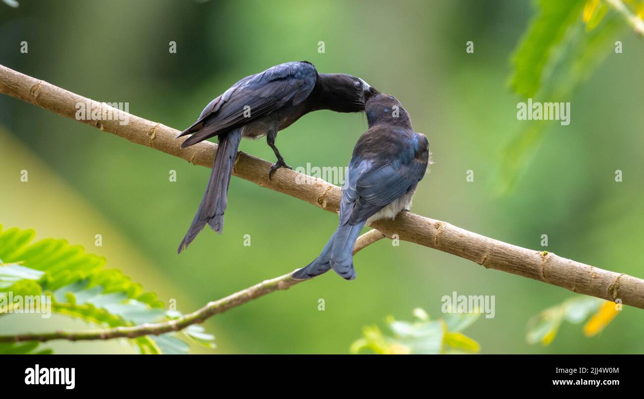 Fork-tailed drongo mother bird feeding its Juvenile drongo bird in a ...