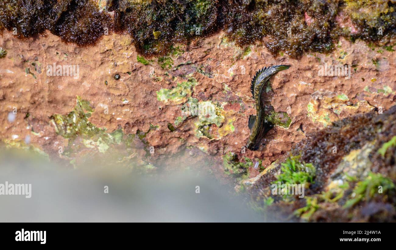 Mudskipper sea fish out water hi-res stock photography and images - Alamy
