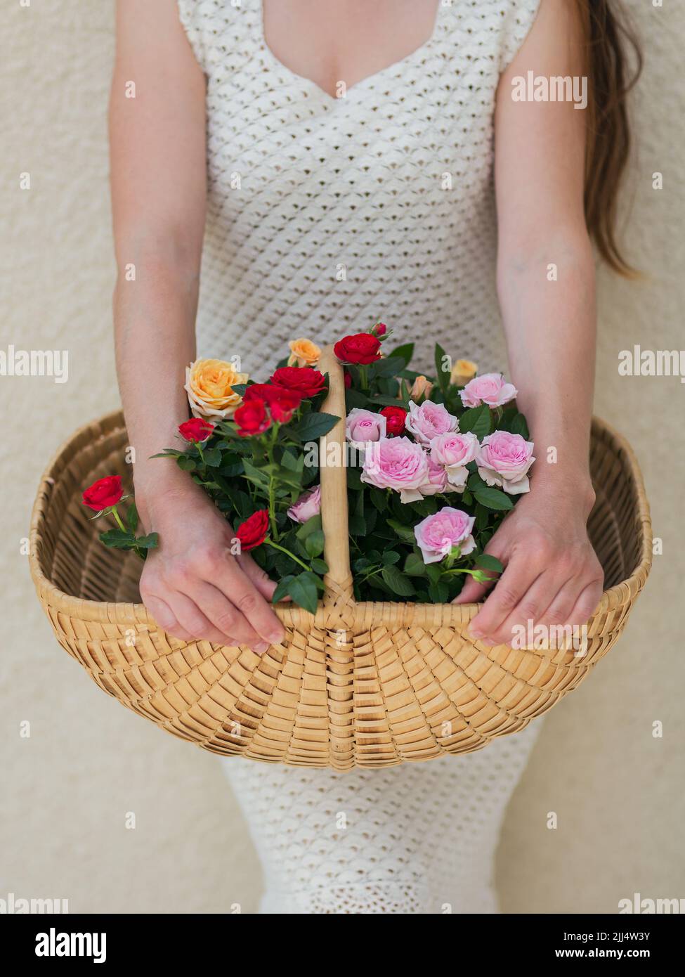 Female hand fresh rose hi-res stock photography and images - Alamy