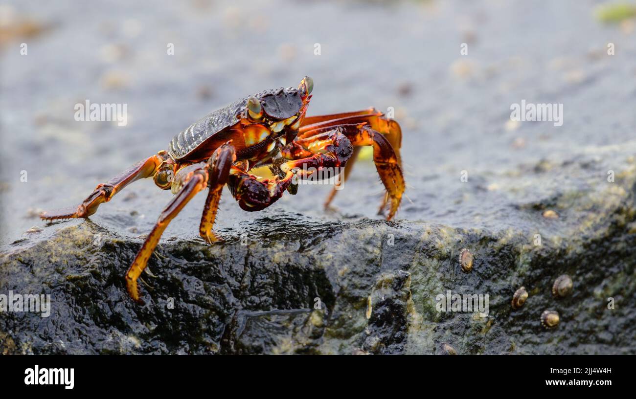 Isolated Grapsus Albolineatus crab on a wet lava rock on the sea shore ...