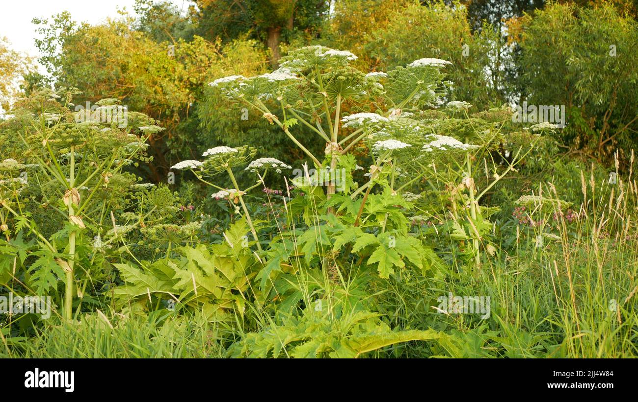 Giant hogweed Heracleum mantegazzianum bloom flower blooming blossom ...