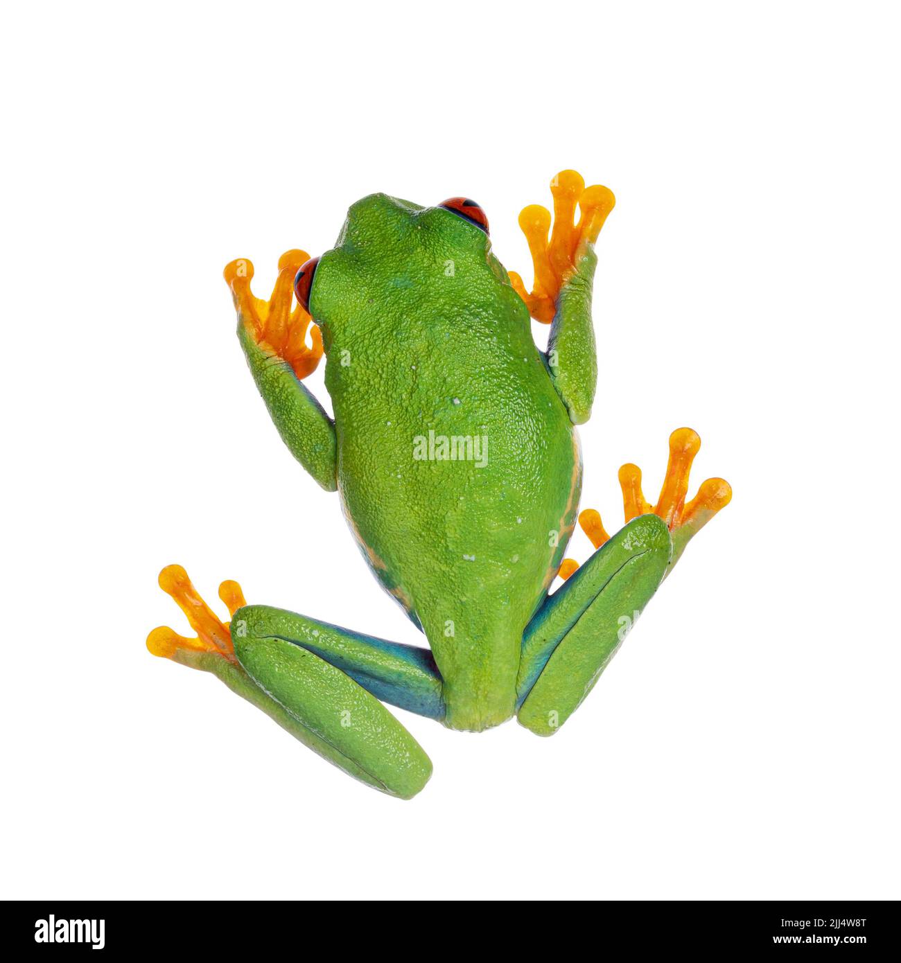 Top view of vibrant Red-eyed tree frog aka Agalychnis callidryas ...