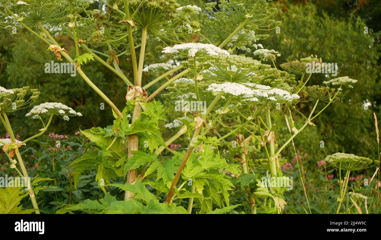 Giant hogweed Heracleum mantegazzianum bloom flower blooming blossom ...