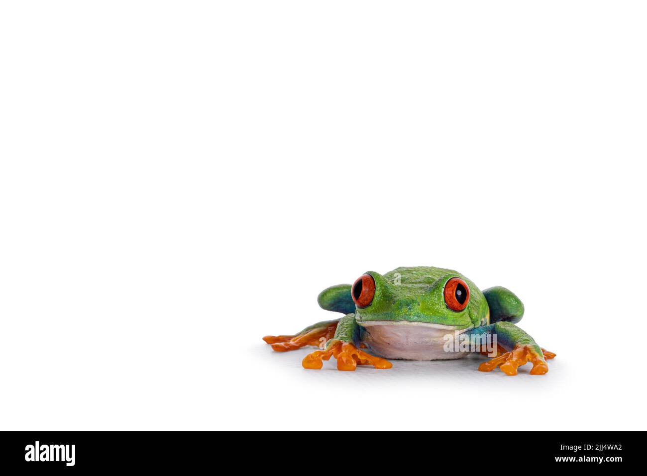 Vibrant Red-eyed tree frog aka Agalychnis callidryas, sitting facing ...