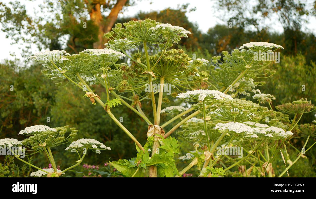 Giant hogweed Heracleum mantegazzianum bloom flower blooming blossom ...